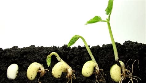Seed Germination Times 4 Affecting Factors And Examples