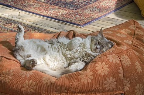100 Curiosidades Sobre Os Gatos Que Te Surpreenderão Descubra As