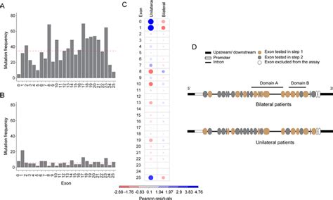 A Stepwise Method For Detection Of Germline Rb1 Mutations In Patients