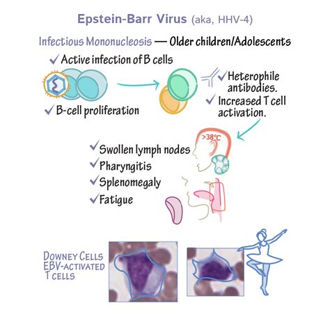 Epstein Barr Virus Aka Hhv 4 Immunology Microbiology Flashcards