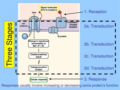 Ppt Chapter 11 Cell Communication Powerpoint Presentation Free