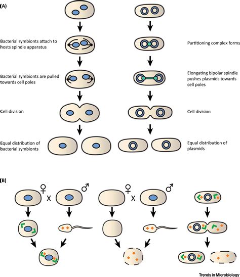 Convergent Evolution In Intracellular Elements Plasmids As Model