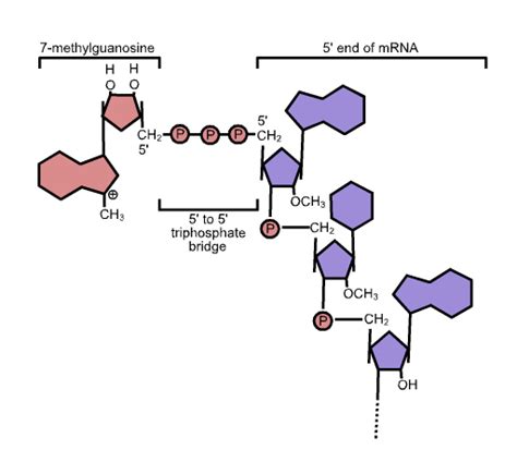 15 8 Rna Processing In Eukaryotes Mrna Processing Biology Libretexts