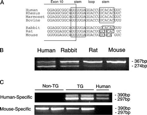 Analysis Of Tau Exon 10 Alternative Splicing In Other Mammals And