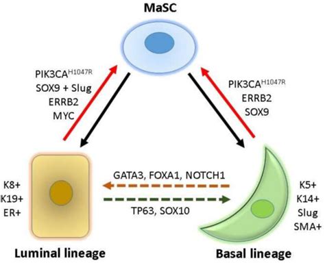 international journal of molecular sciences an open