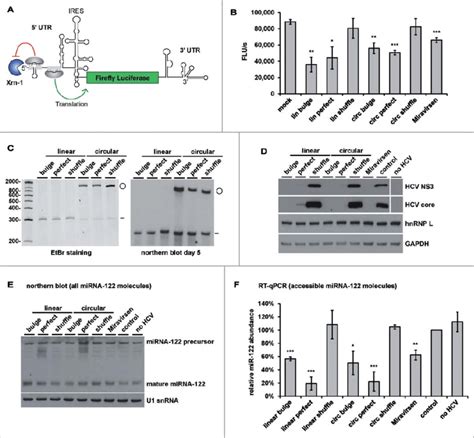 Circular Mirna 122 Rna Sponges Affect Hcv Translation A Schematic Of