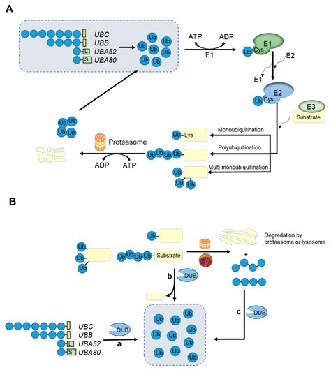 Ijms Free Full Text The Roles Of The Ubiquitin Proteasome System In