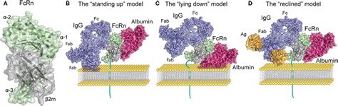 Frontiers The Neonatal Fc Receptor Fcrn A Misnomer