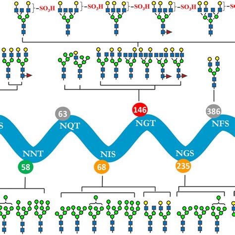 Overview Of The Site Specific N Glycan Distribution Of Neuraminidase