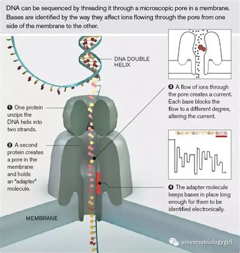 三代测序入门：技术原理与技术特点 知乎
