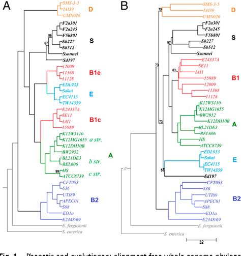 Figure 1 From Whole Genome Phylogeny Of Escherichia Coli Shigella Group