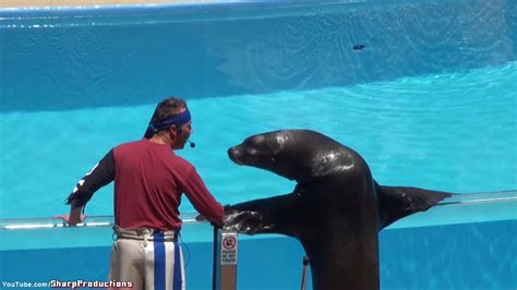 Clyde And Seamore Take Pirate Island At Seaworld Orlando Youtube