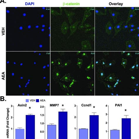 Aea Induces The Expression Of β Catenin And Its Target Genes In Rat