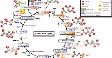 El Ciclo De Krebs