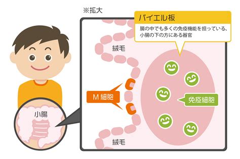 免疫と腸の関係とは？腸内での免疫の働きや腸内環境を整える食事について やさしいlps