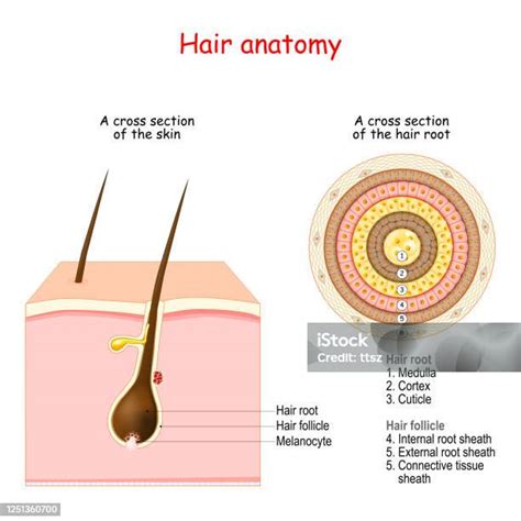 Struktur Folikel Rambut Dan Anatomi Ilustrasi Stok Unduh Gambar