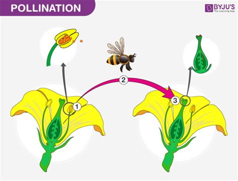 Pollination Fertilization And Embryo Class Twelve Biology