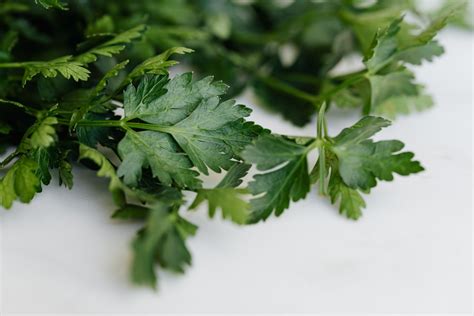 무료 이미지 잎 채소 식품 고수풀 야채 Chinese Celery 차빌 목초 꽃 피는 식물 쿨란 트로 생기게