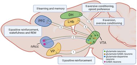 Frontiers Anatomy And Function Of Ventral Tegmental Area Glutamate
