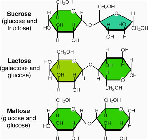 polysaccharide definition structure functions and examples
