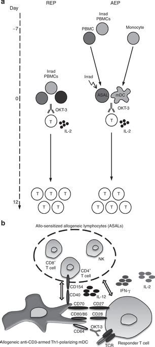 Schematic Illustration Of The Rapid Expansion Protocol Rep And
