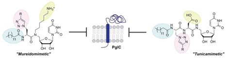 2016 “a modular approach to phosphoglycosyl transferase