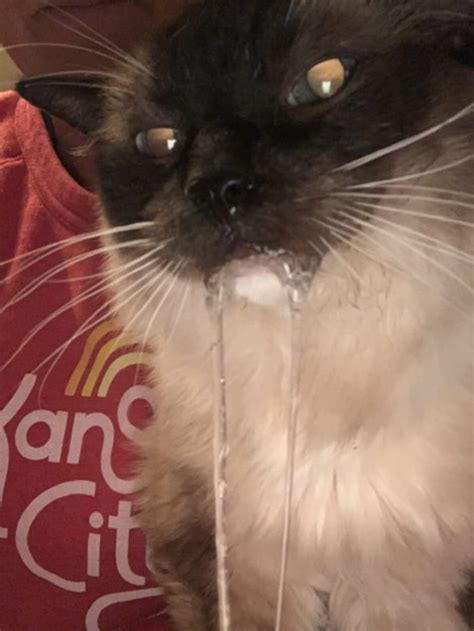 6 Reasons That Explain Why Your Cat Is Drooling Floppycats™
