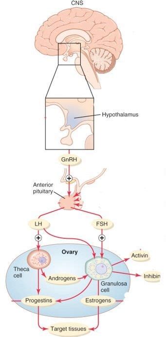 Hypothalamic Pituitary Ovary Axis Hpo Axis Hypothalamus Releases