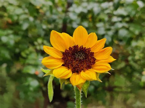 Sunflower Flower Summer Free Photo On Pixabay Pixabay