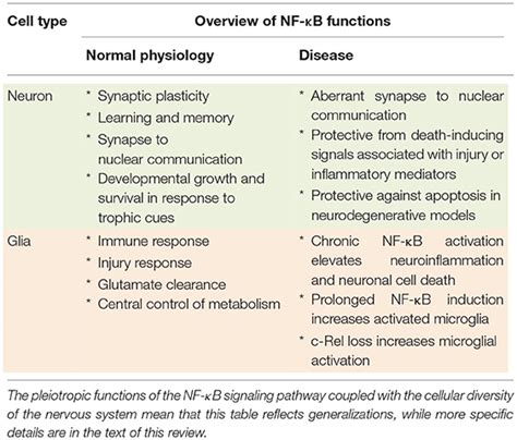 Frontiers Cellular Specificity Of Nf κb Function In The Nervous System