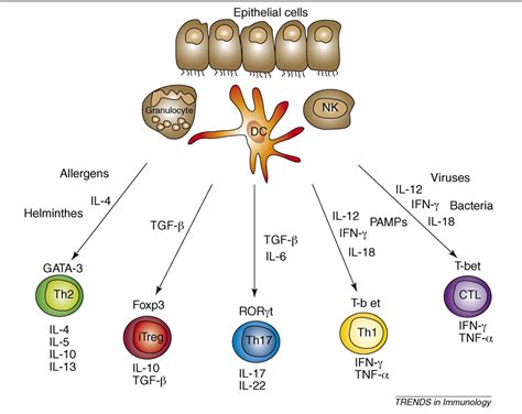 Functions Of The Pd1pdl1 Pathway On T Cells Differential Fates Of