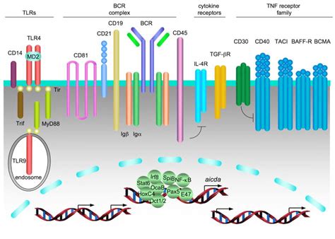 Regulation Of Aicda Expression And Aid Activity Relevance To Somatic