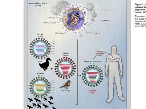 Human Infection With Influenza A H7n9 Virus Departamento De