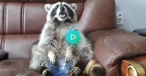 every time i run out of food album on imgur