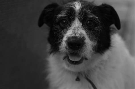 Wat Betekent Een Droge Neus Bij Mijn Hond Dierenverzekering Vergelijken