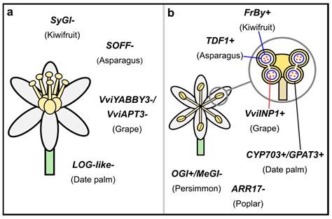 Genes Free Full Text The Diversity Of Plant Sex Chromosomes