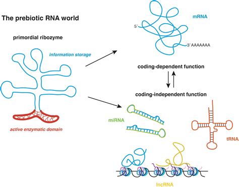 Frontiers Post Transcriptional Processing Of Mrna In Neurons The