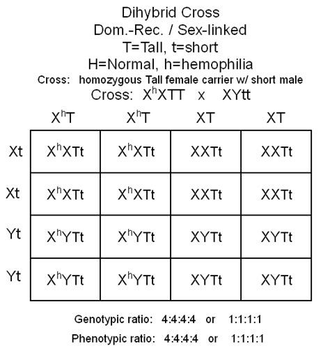 X Linked Punnett Square Practice