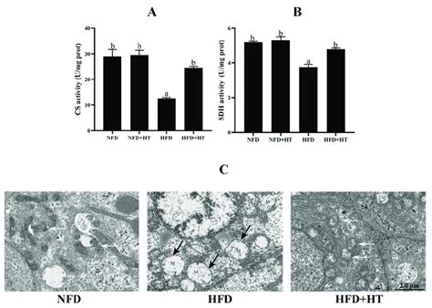 Citrate Synthase Cs A And Succinate Dehydrogenase Sdh B