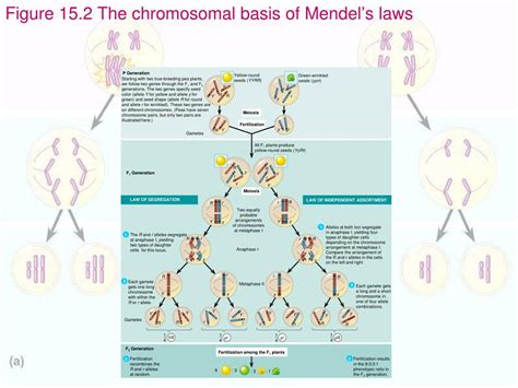 Ppt Chapter 15 The Chromosomal Basis Of Inheritance Powerpoint