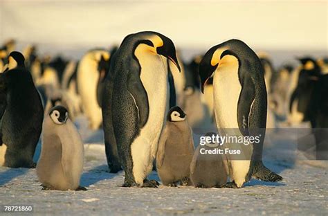 Emperor Penguin Male Photos And Premium High Res Pictures Getty Images
