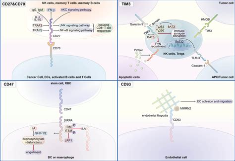 Mode Of Action Of Cd27 Cd70 Tim 3 Cd47 And Cd93 Signaling Pathways