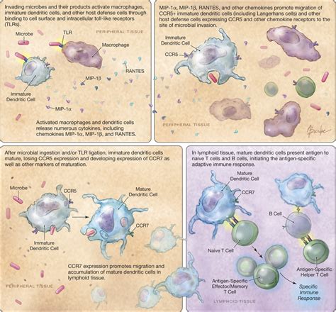 Biology Of Ccr5 And Its Role In Hiv Infection And Treatment Hiv