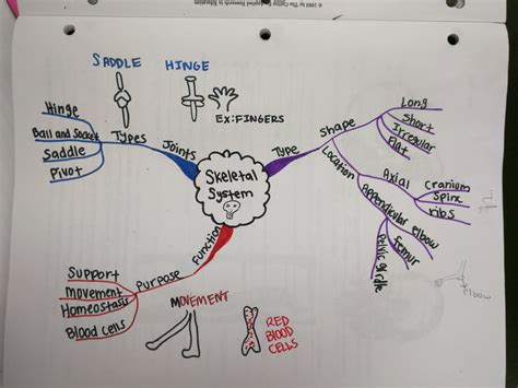 Concept Map 2 Muscle Structure United States Map