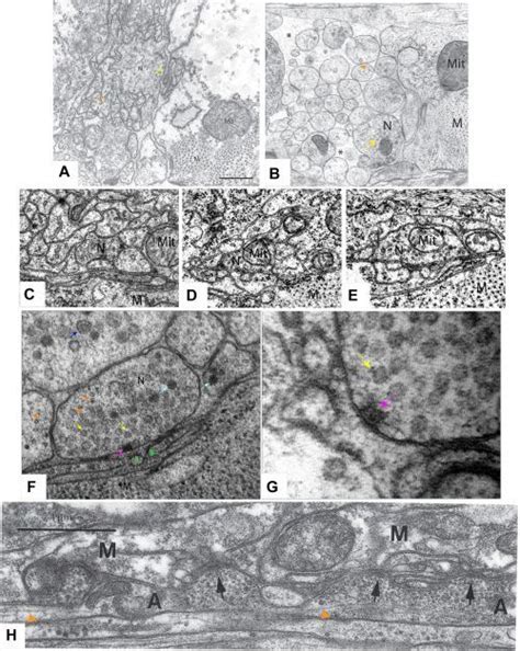 Neuron Synapse Microscope
