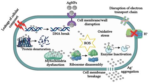 The Anti Microbial Action Of Agnps The Agnps Can Disrupt And Penetrate