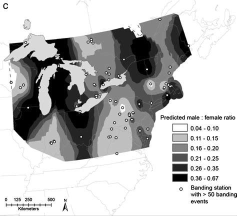 sex specific migration trends of northern saw whet owls in eastern