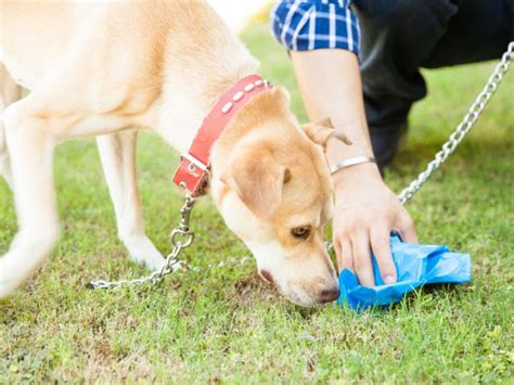 Tipos De Heces En Perros Y Su Significado 52 Off