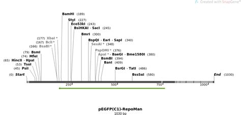 Addgene Pegfp C1 Repoman Sequences