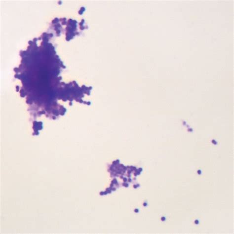 Staphylococcus Epidermidis W M Microscope Slide Carolina Biological